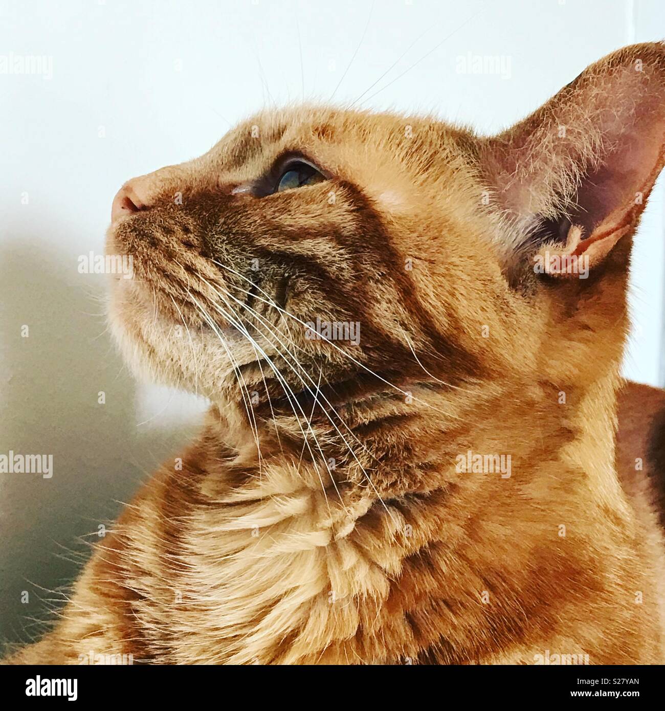 Cat smiles hi-res stock photography and images - Alamy