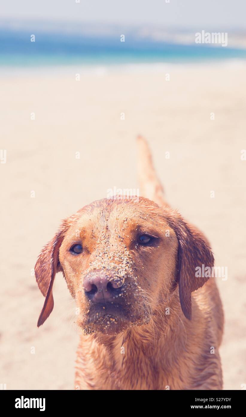 A Labrador retriever covered in sand on a sunny beach with copy space ...