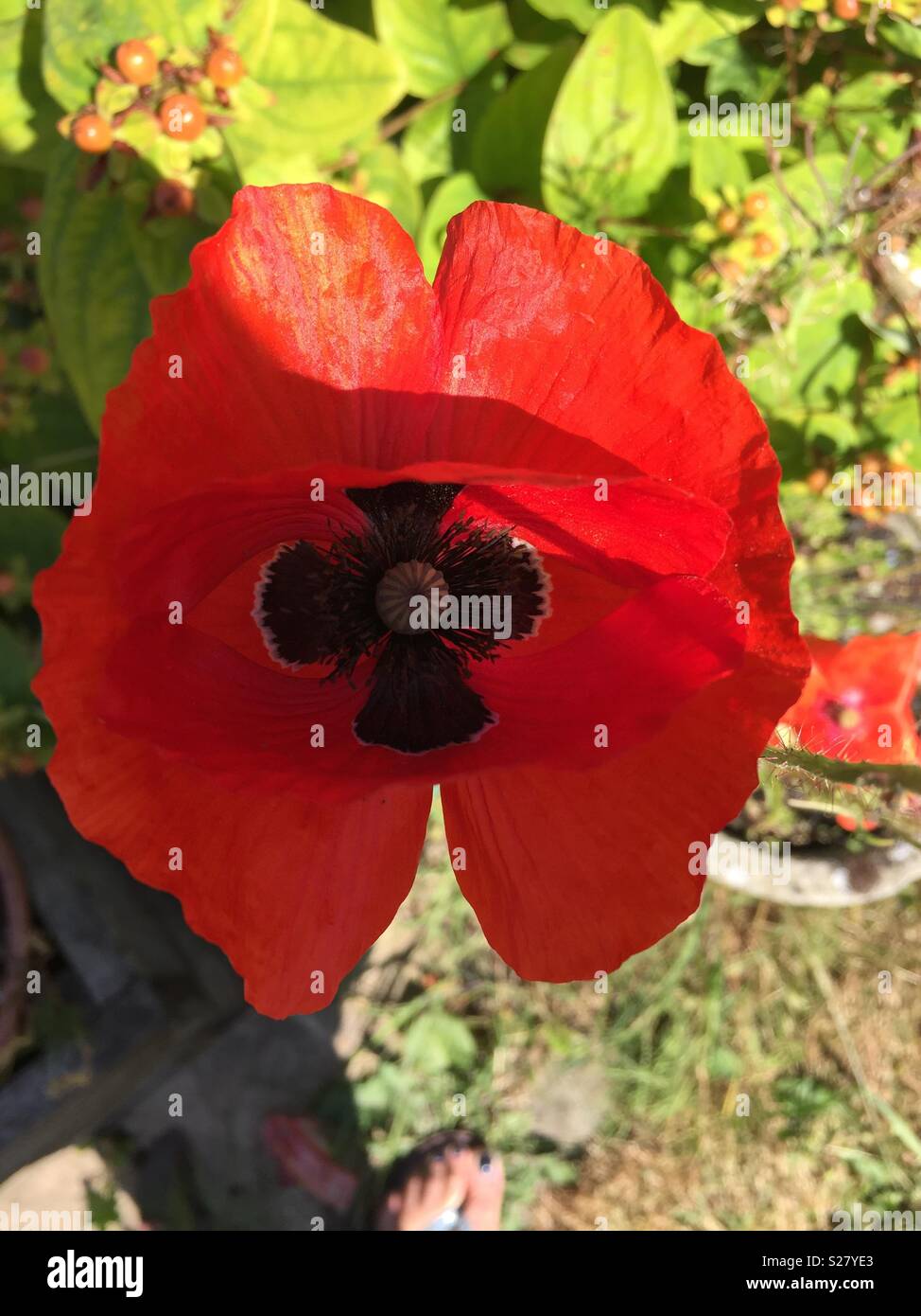 Beautiful red poppy Stock Photo - Alamy
