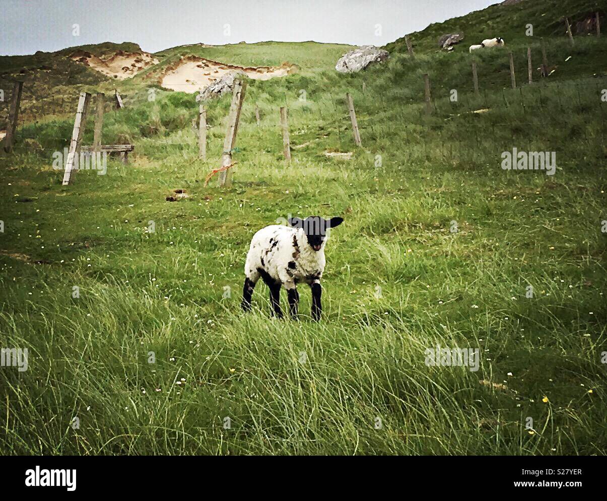 Blackface lamb sheep hi-res stock photography and images - Alamy