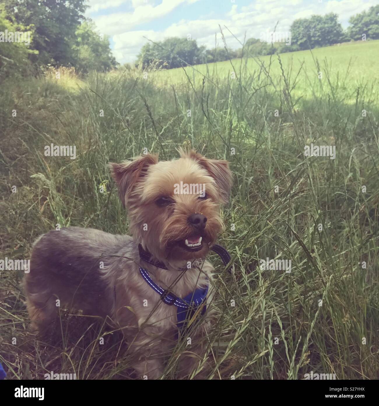 One small Yorkie lost in the fields Stock Photo - Alamy