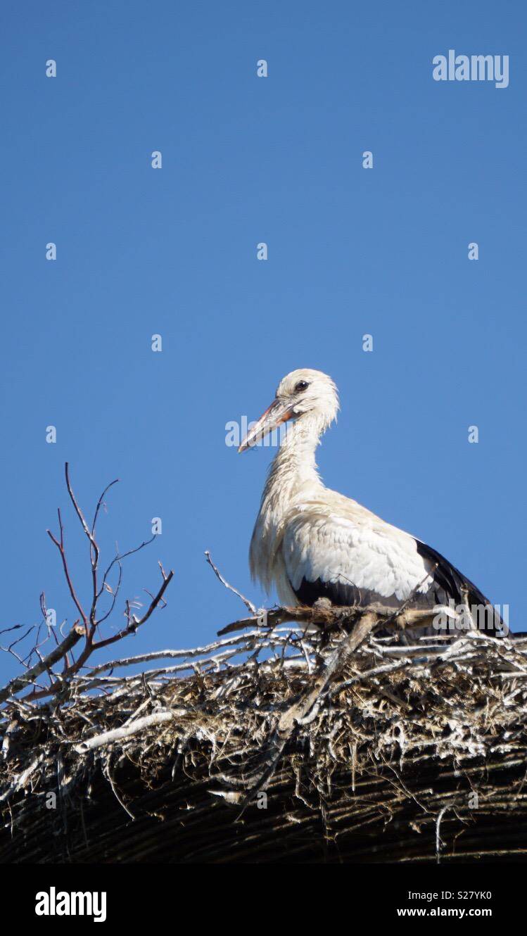 Beautiful_day hi-res stock photography and images - Alamy