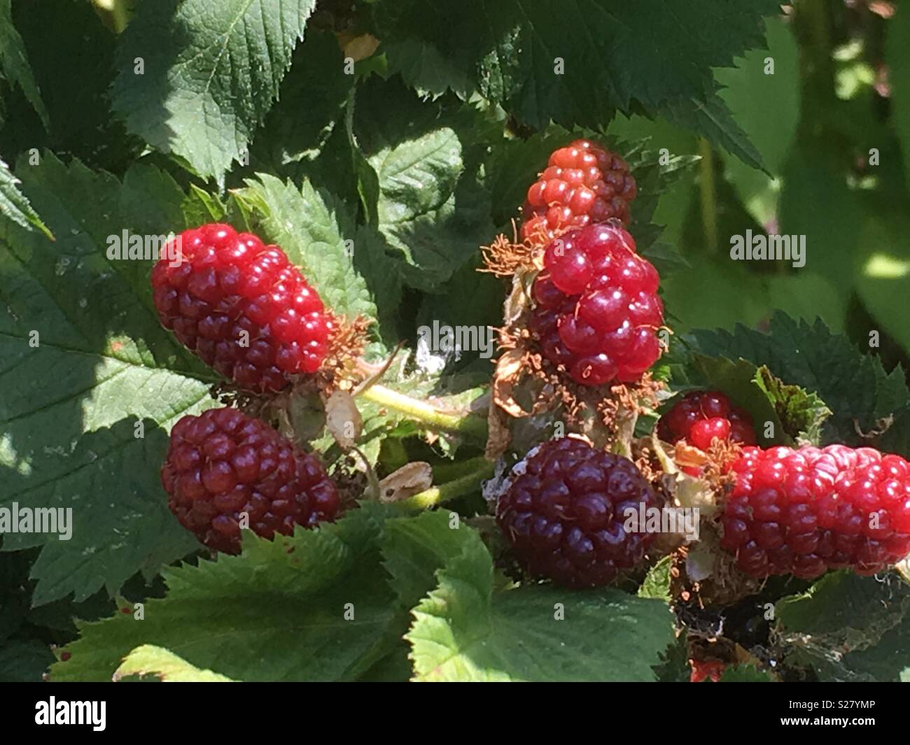 Loganberries hi-res stock photography and images - Alamy