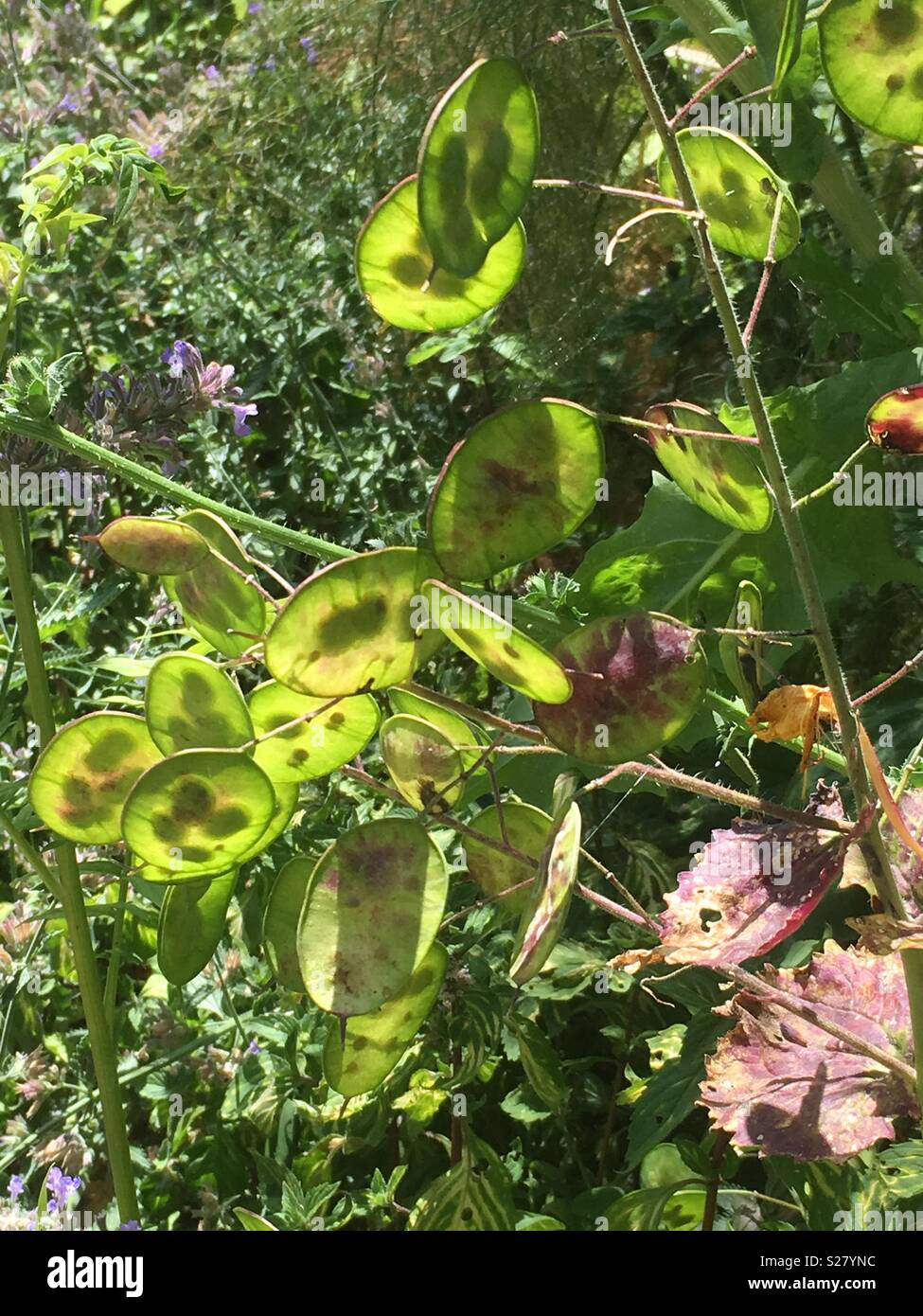 Translucent seed pods hi-res stock photography and images - Alamy