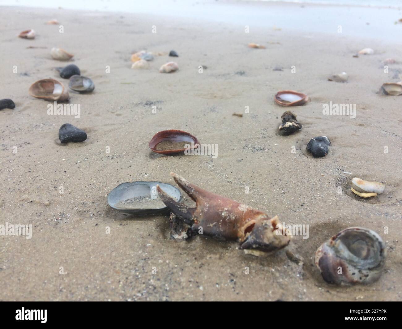 Crab Shells High Resolution Stock Photography and Images - Alamy