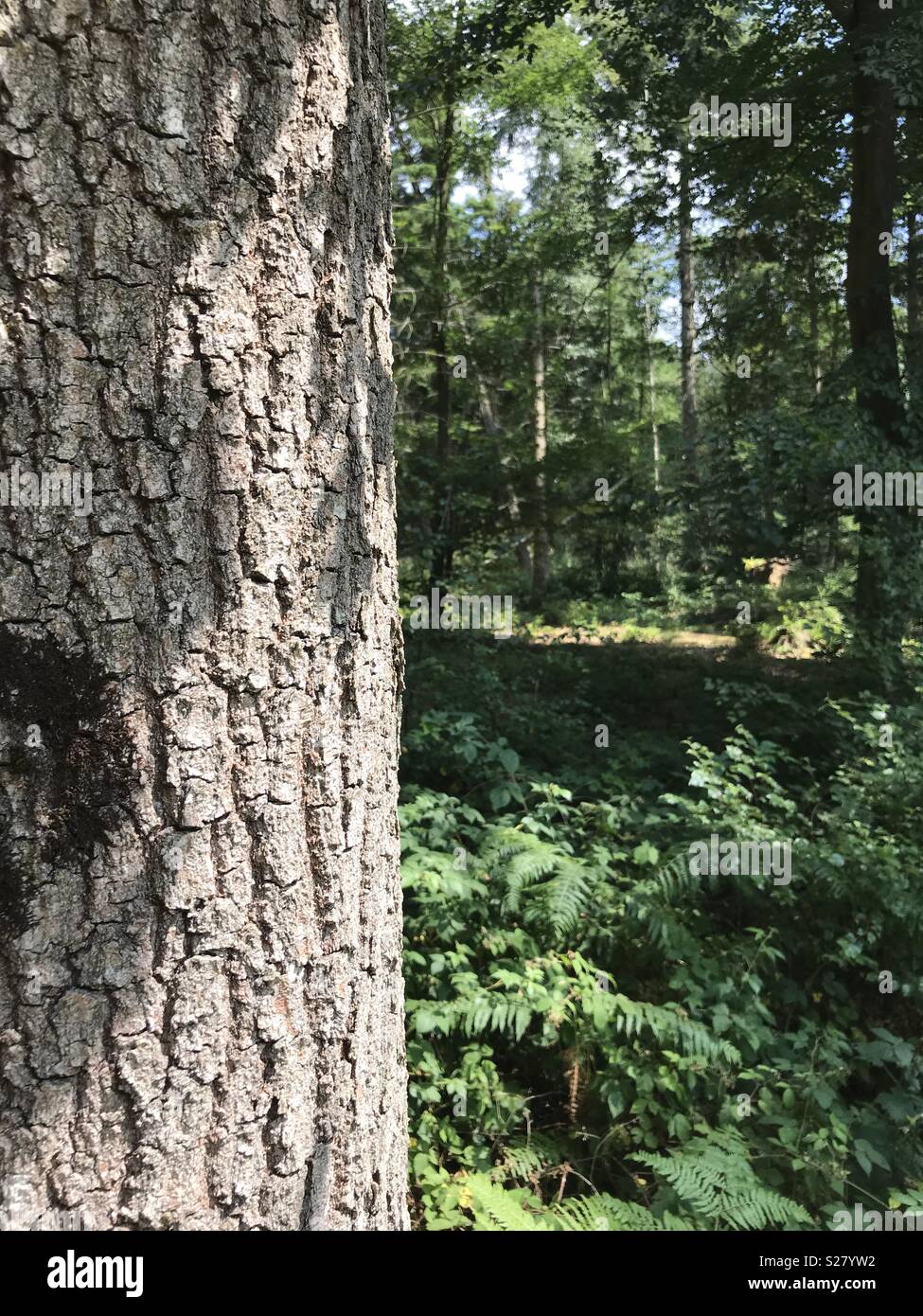 Tree trunk with forest in background Stock Photo - Alamy