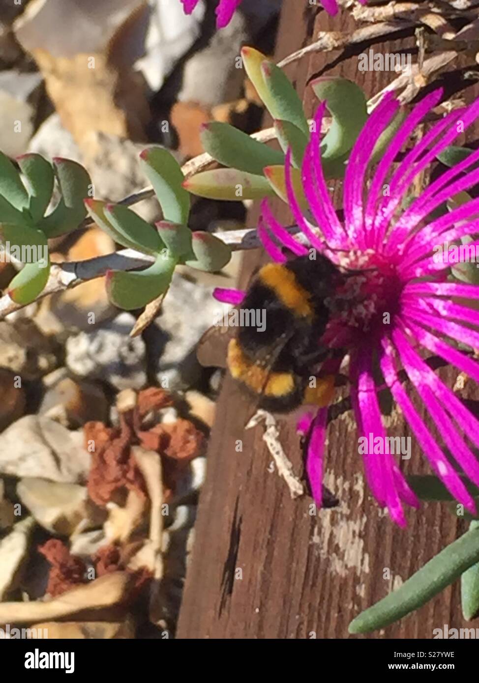 Happy bee hi-res stock photography and images - Alamy