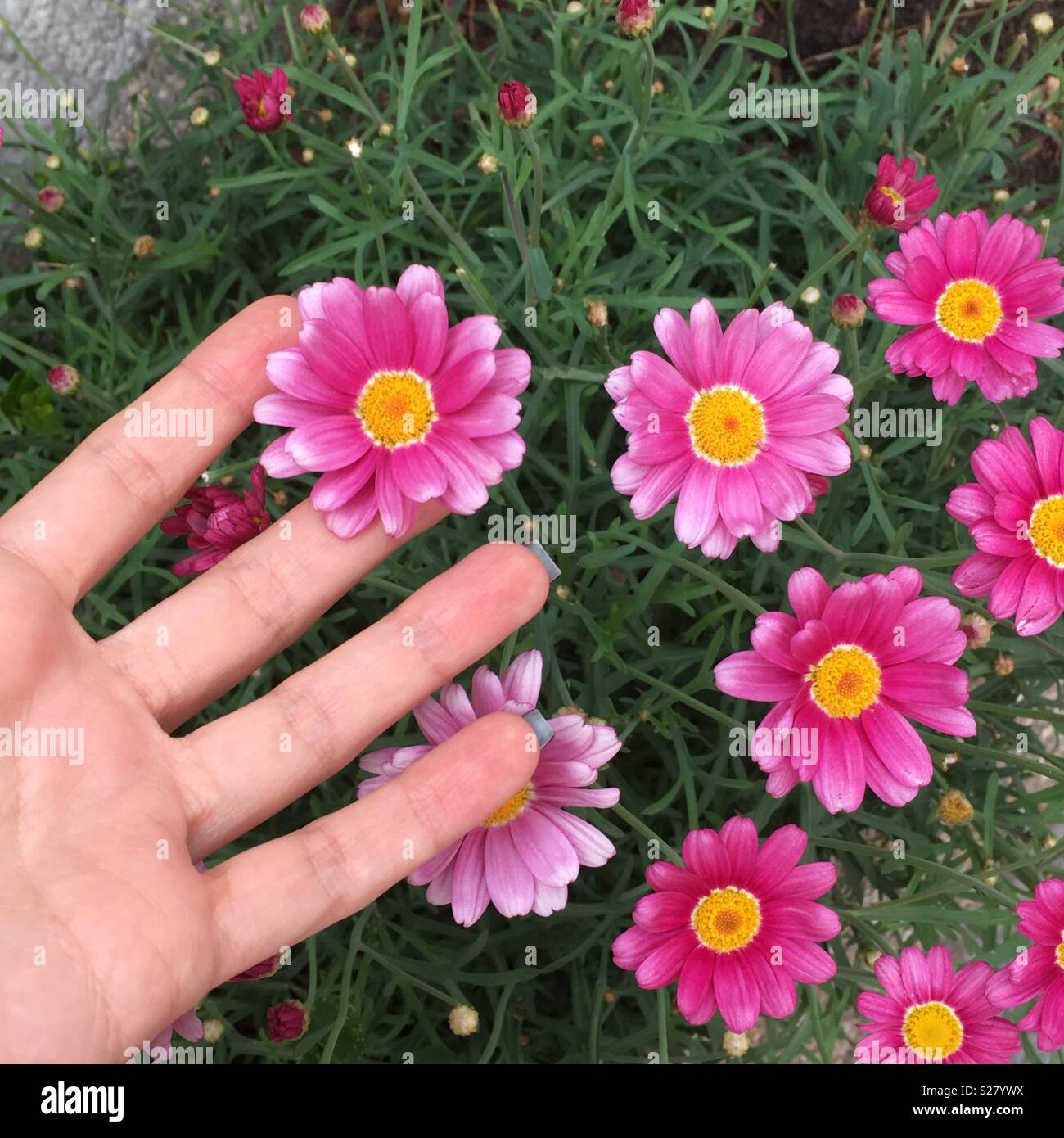 Hand touching pink flowers Stock Photo - Alamy