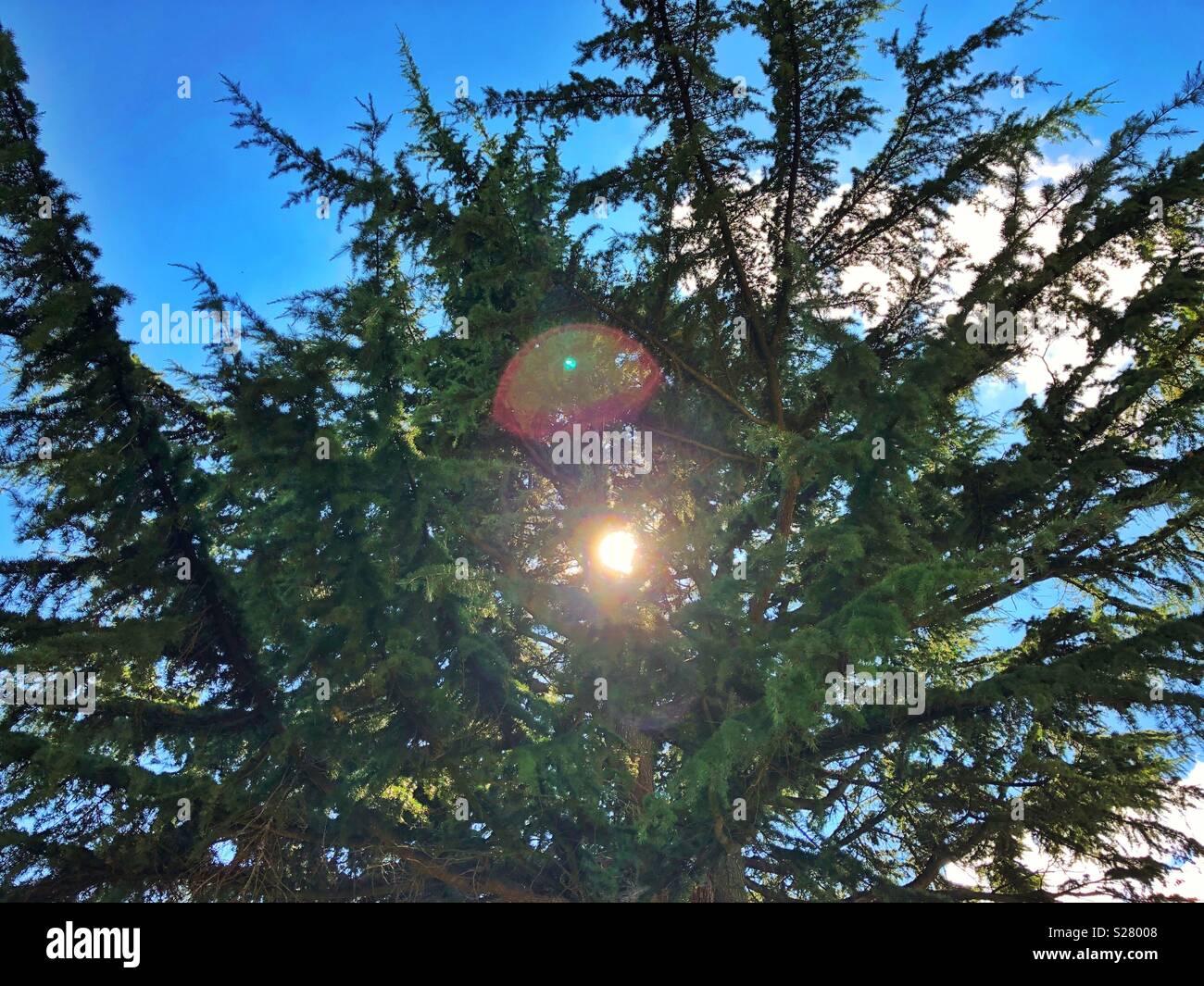 Sun through the trees in a summer day Stock Photo - Alamy
