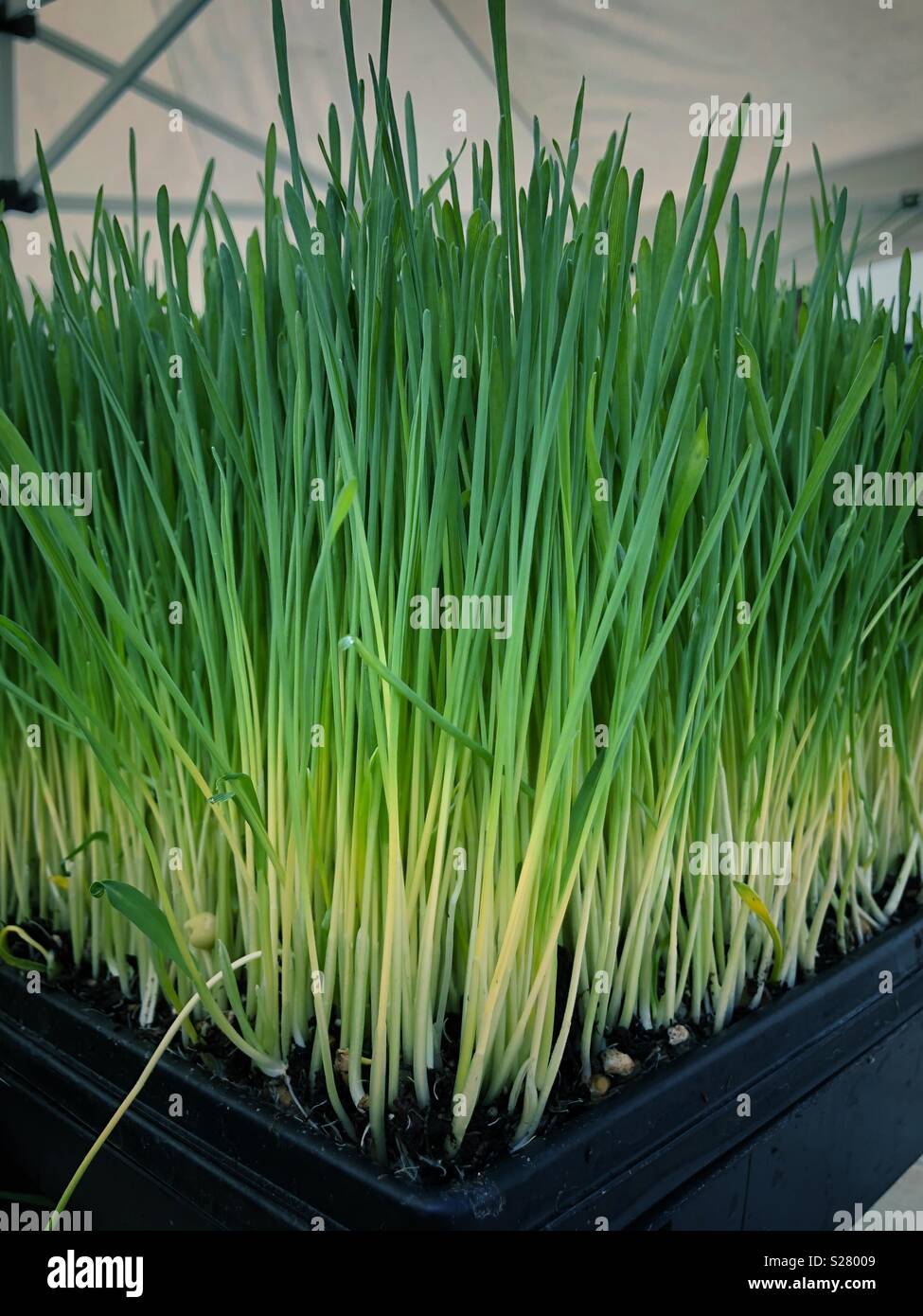 Grass wheatgrass hi-res stock photography and images - Alamy