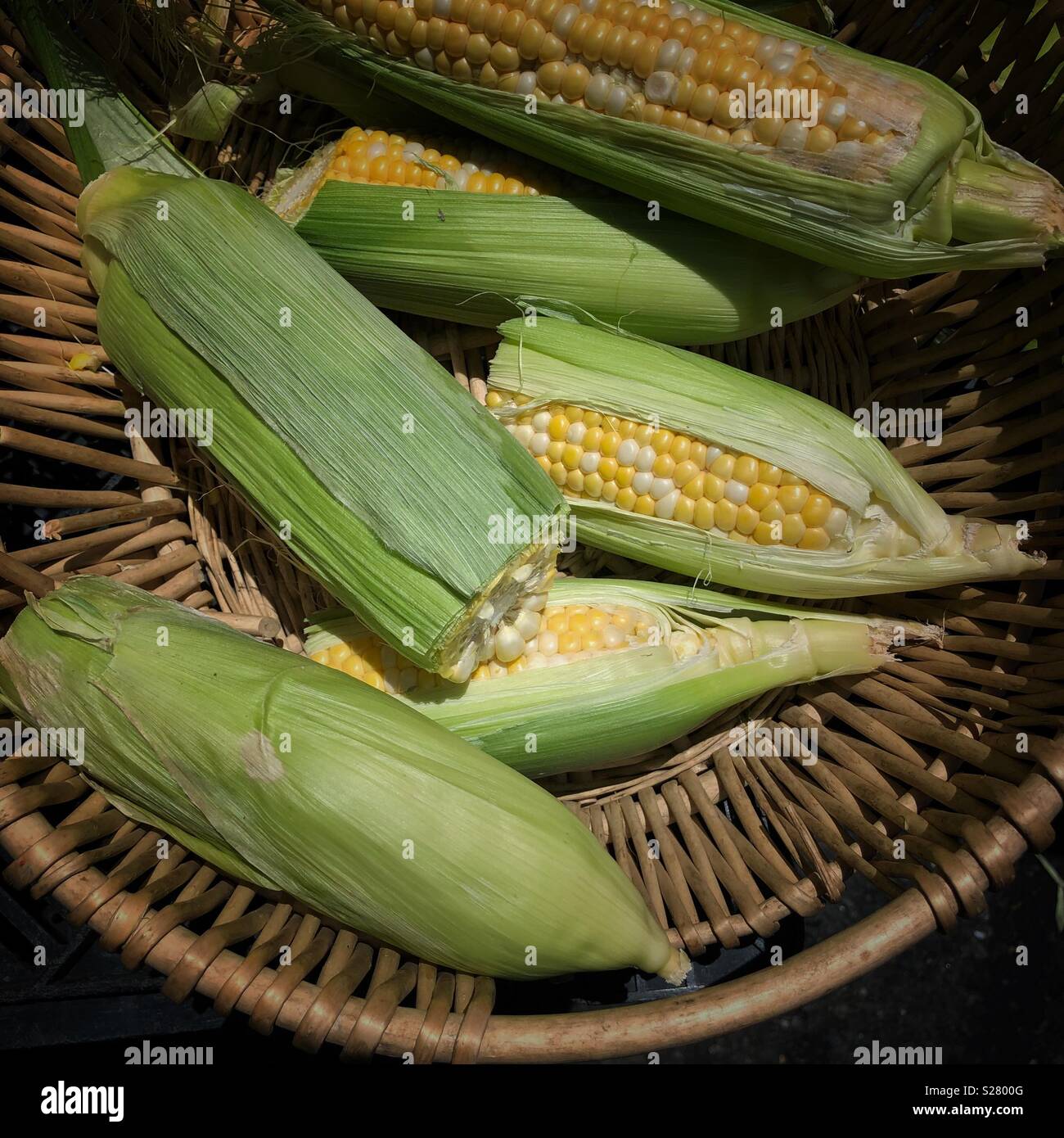 Basket of corn at the Berkeley Farmers Market in Berkeley, California ...