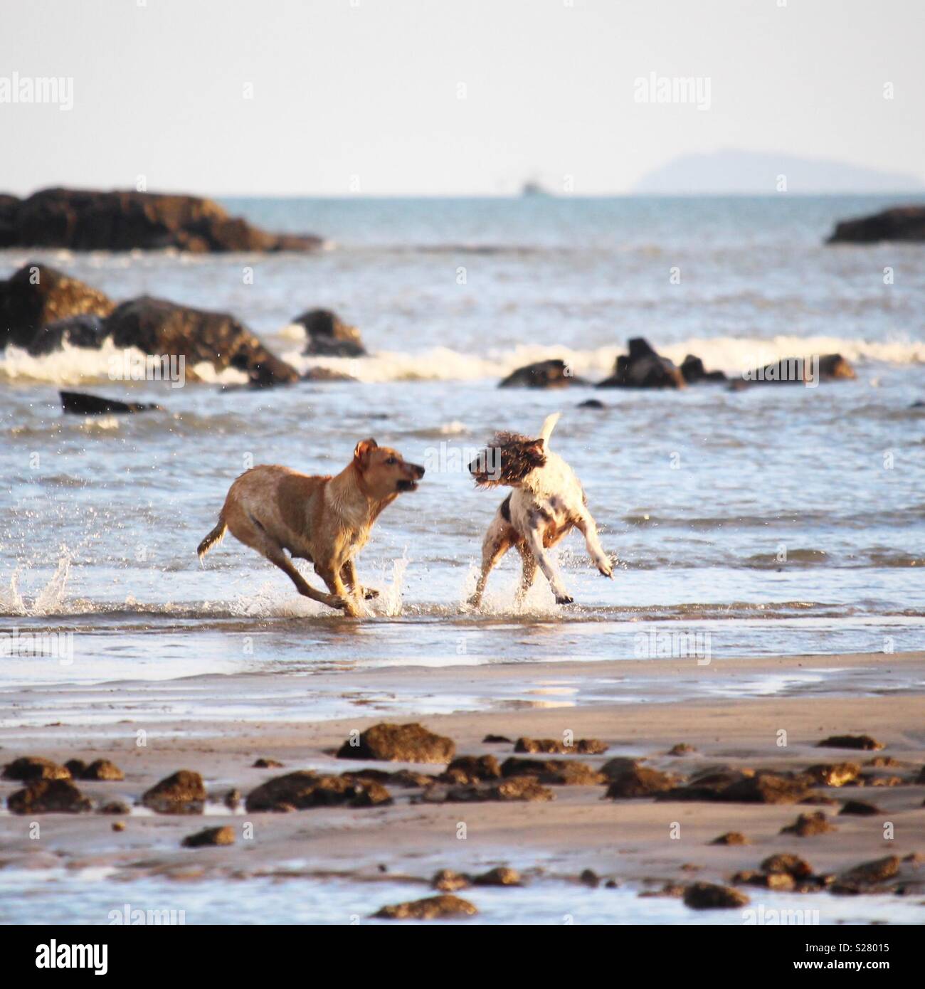 Dogs playing on the beach Stock Photo - Alamy