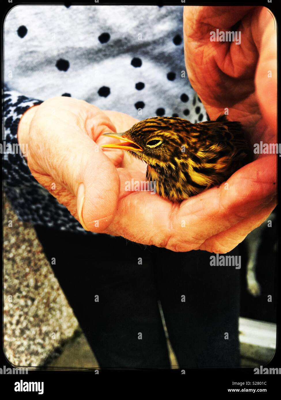 Stunned baby starling in gentle hand Stock Photo - Alamy