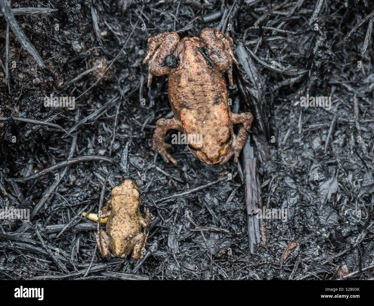 Mummy & baby frog surviving a forest fire Stock Photo - Alamy