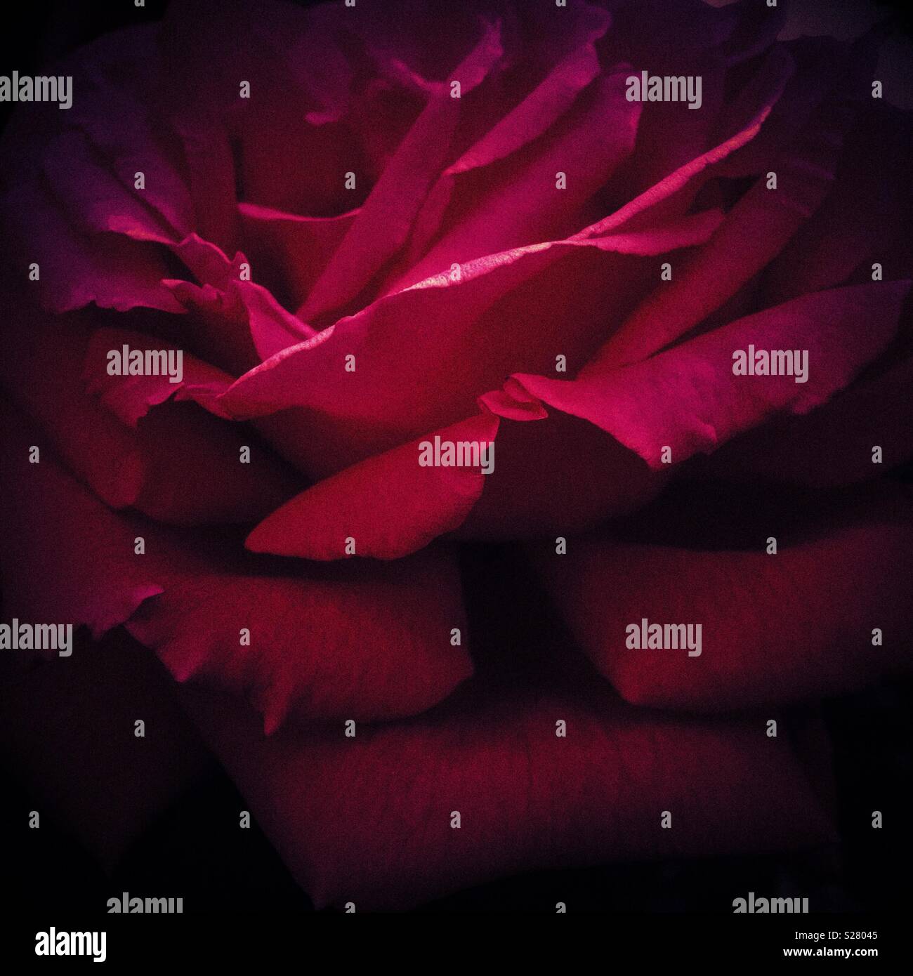 The red rose with a side shot Stock Photo - Alamy