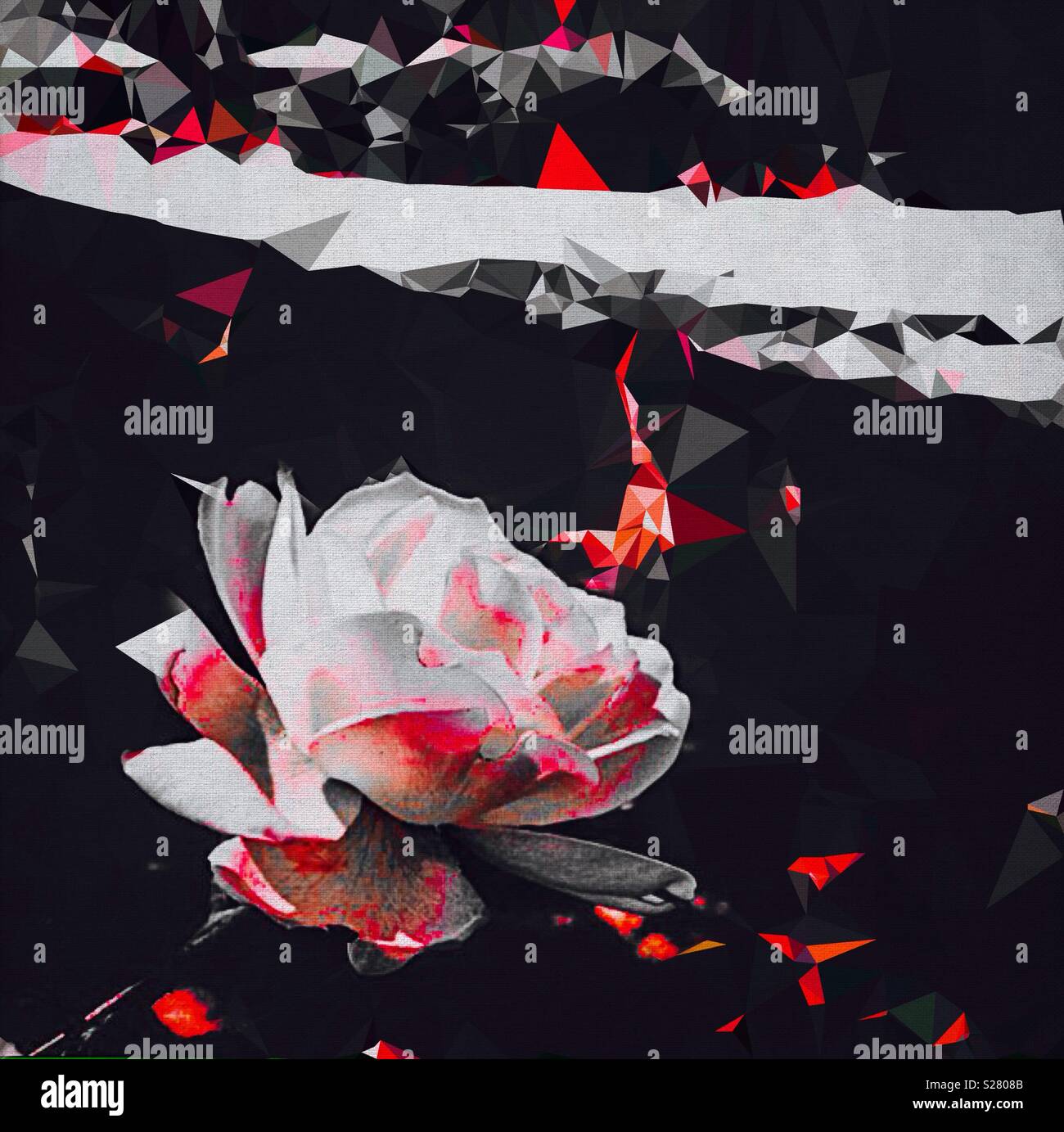 This sharp, beautiful picture captures a white rose as part of my ...