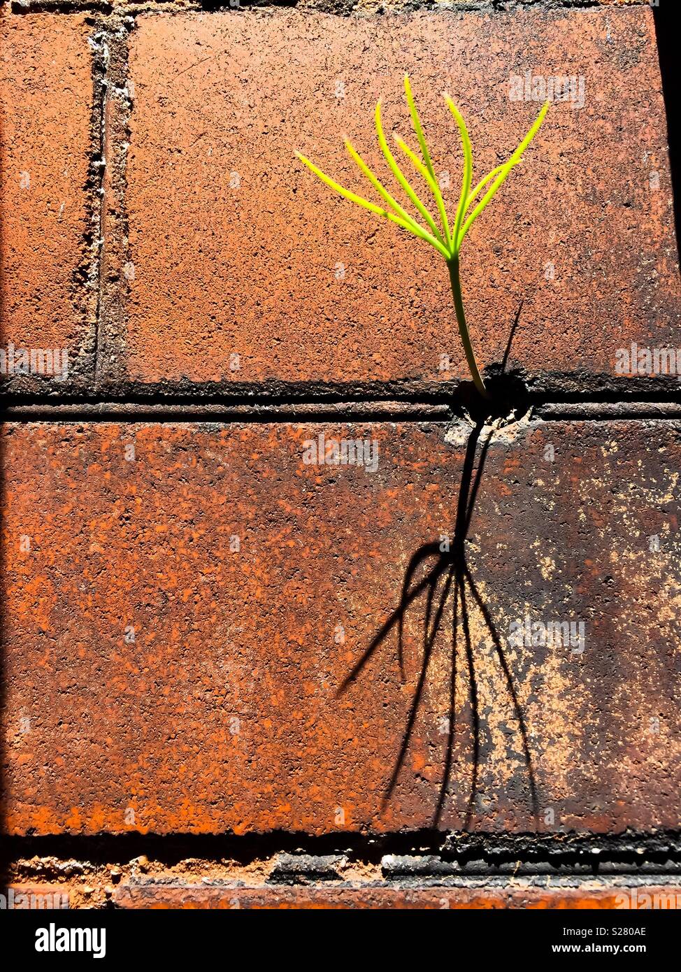Plant sprouting from a tiny hole in the red brick wall Stock Photo - Alamy