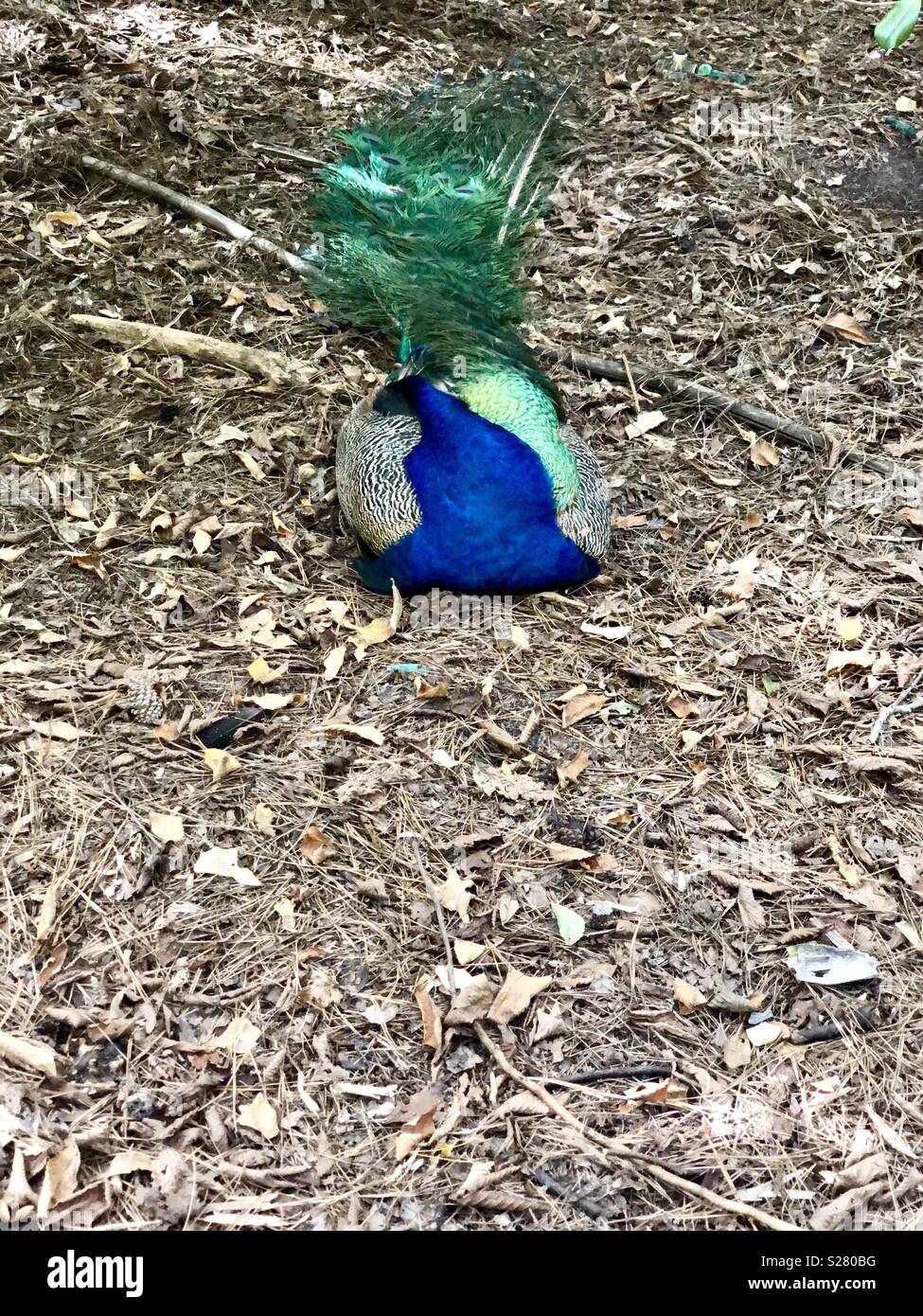 Male peafowl preening hi-res stock photography and images - Alamy