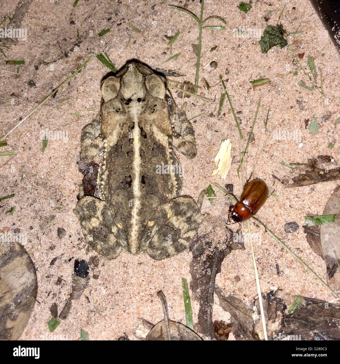 June Bug Stock Photos & June Bug Stock Images - Alamy