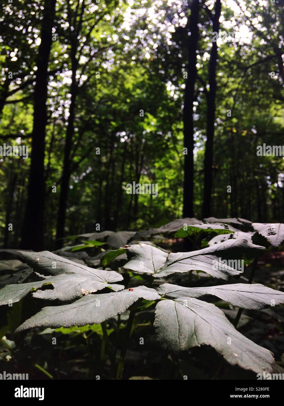 Forest low angle view hi-res stock photography and images - Alamy