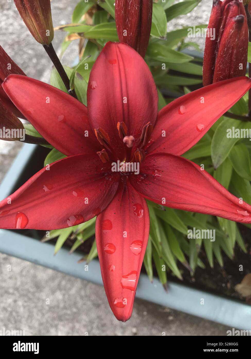 Lilly in bloom hi-res stock photography and images - Alamy