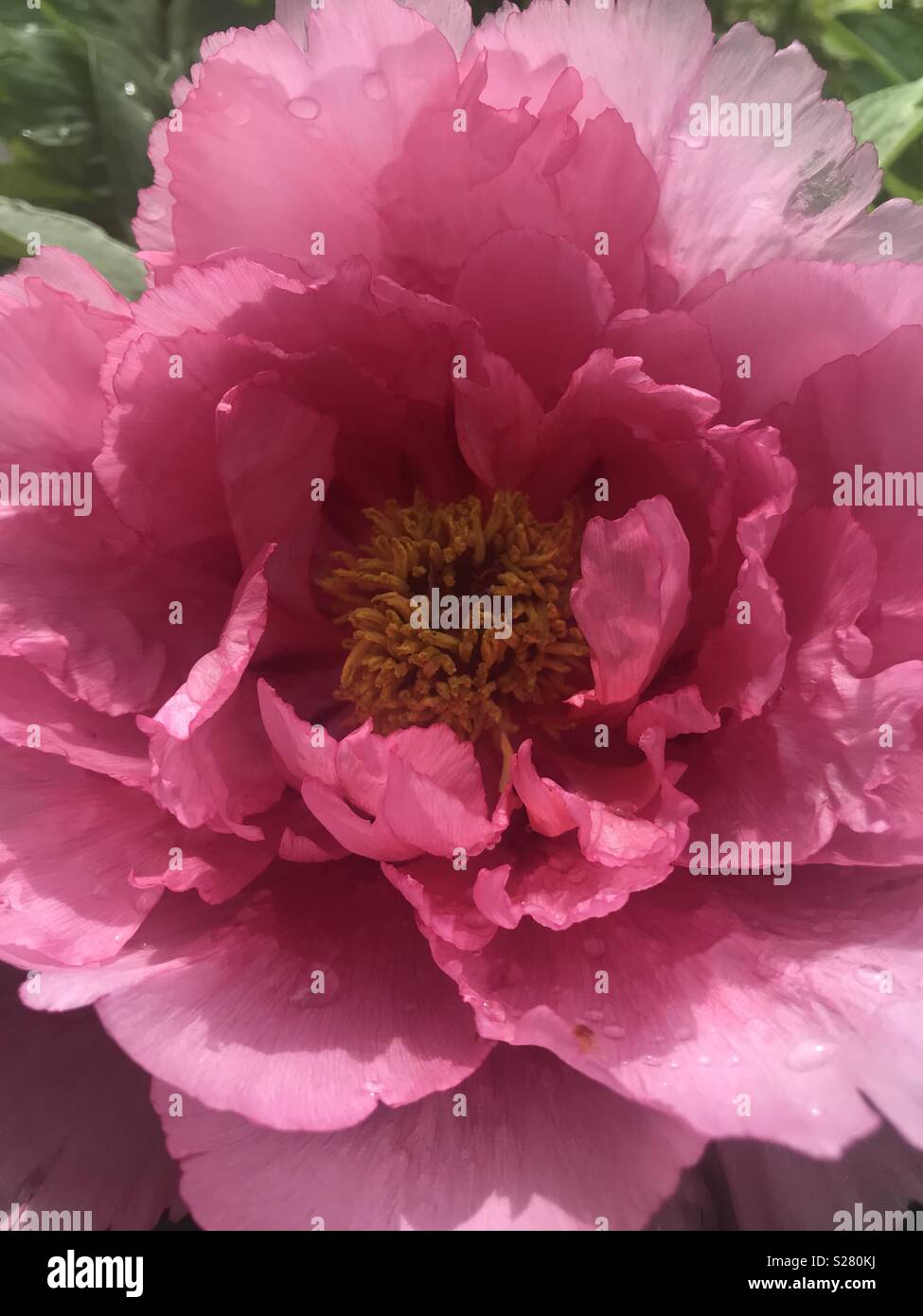 Deep pink peony flower hi-res stock photography and images - Alamy