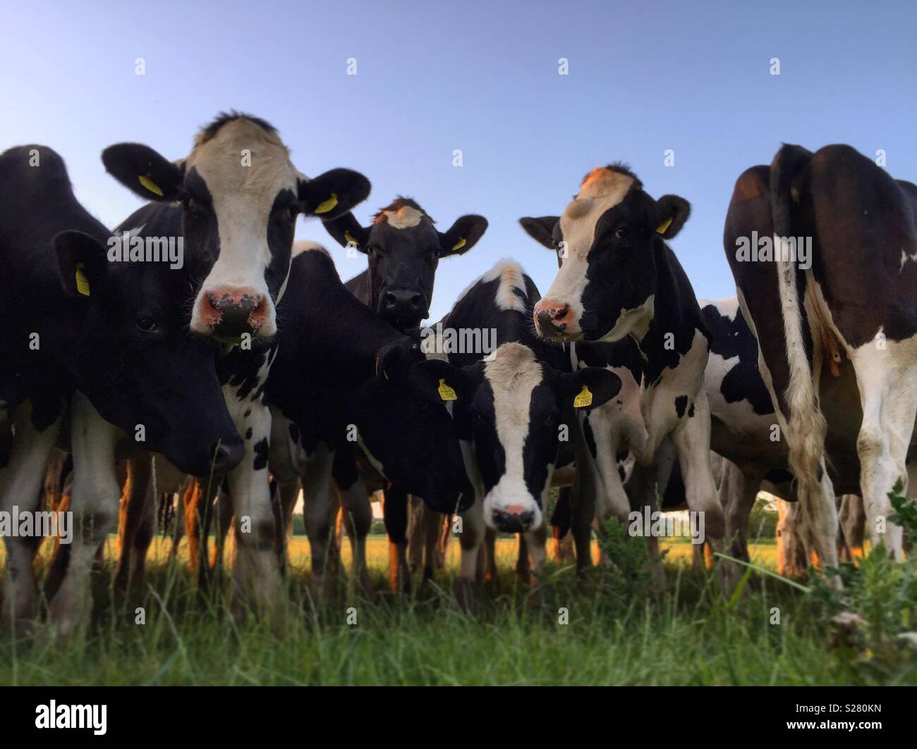 Devon farming hi-res stock photography and images - Alamy