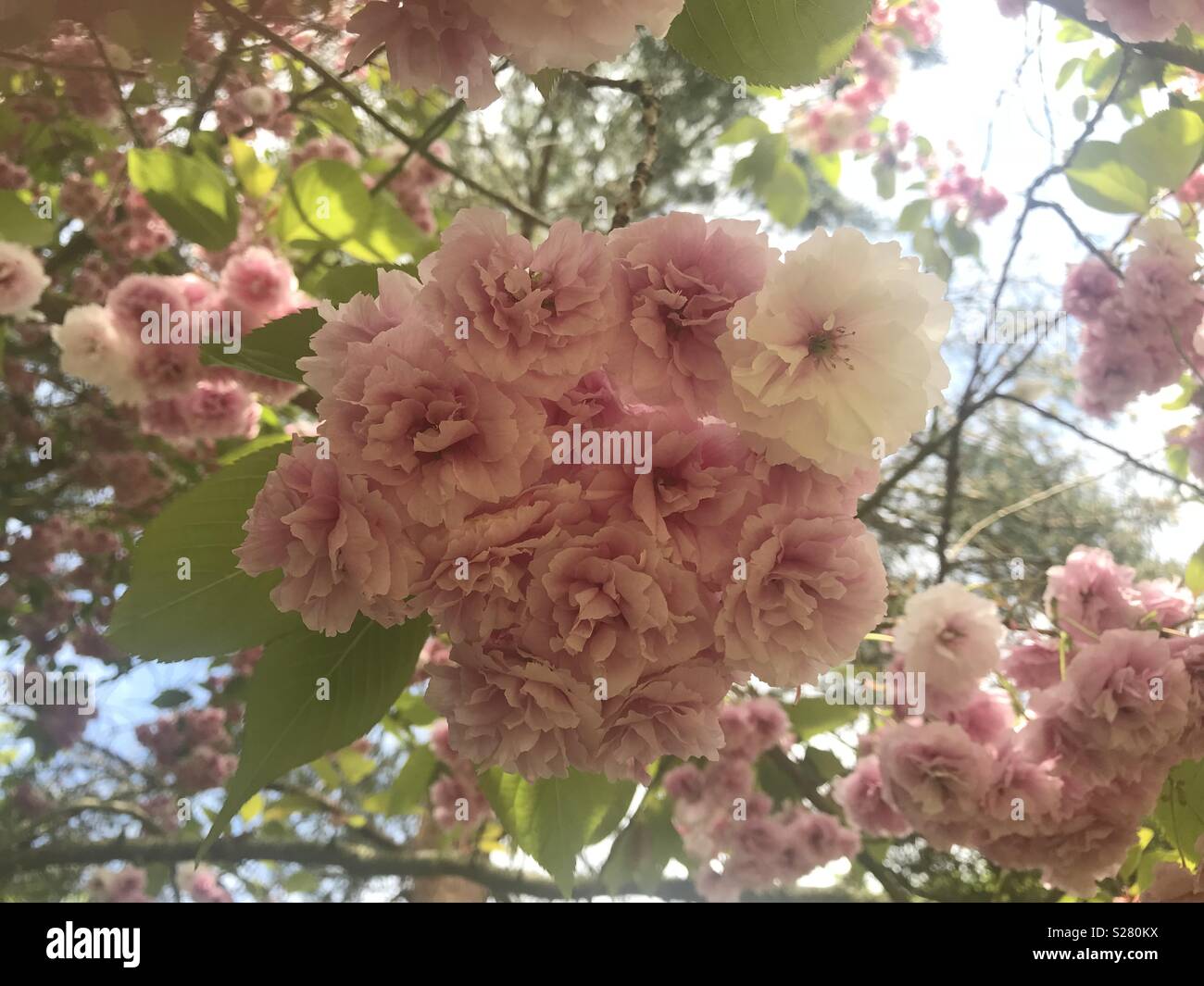 Pale pink blossom hi-res stock photography and images - Alamy