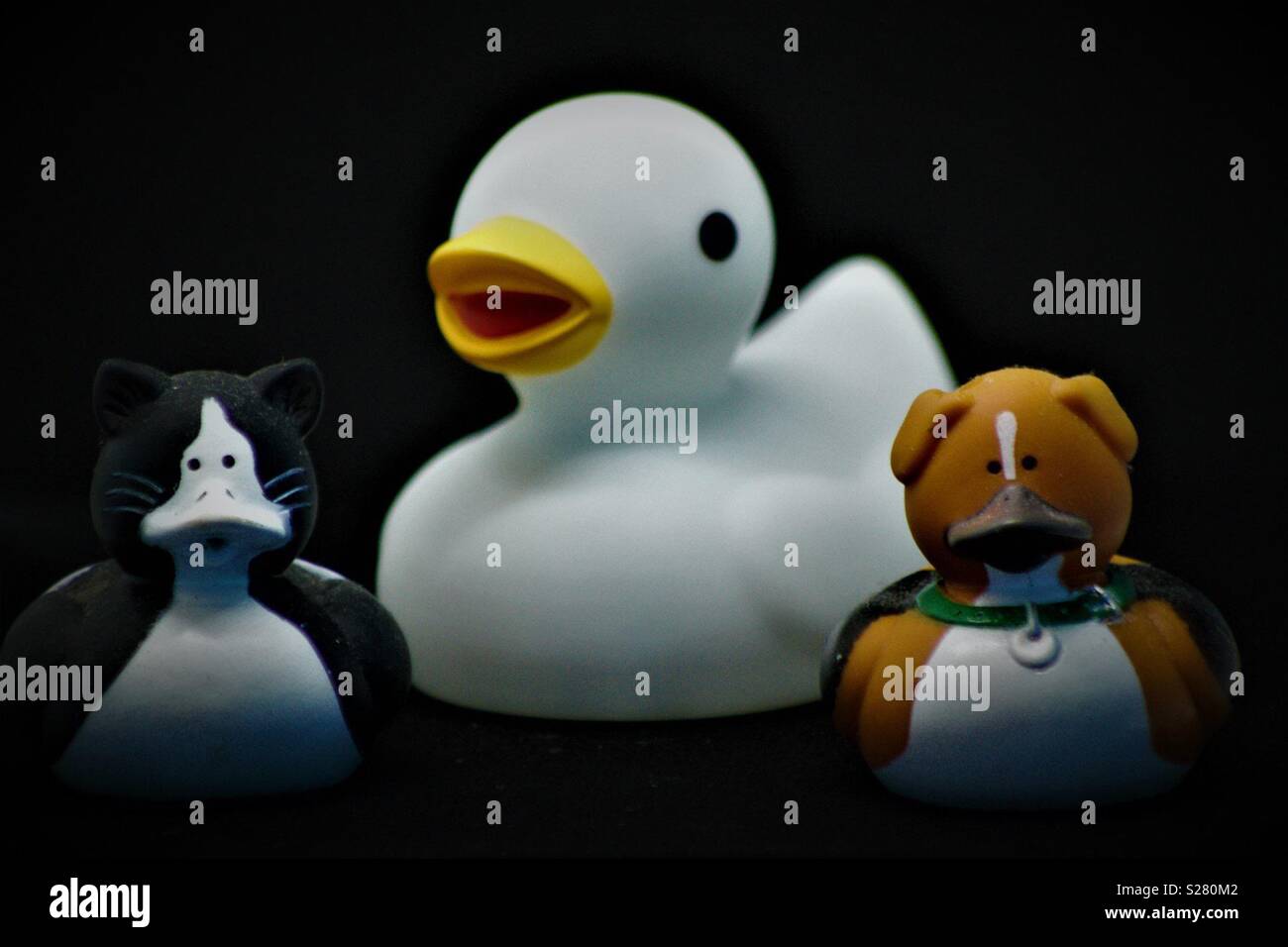 Cat ducks hi-res stock photography and images - Alamy