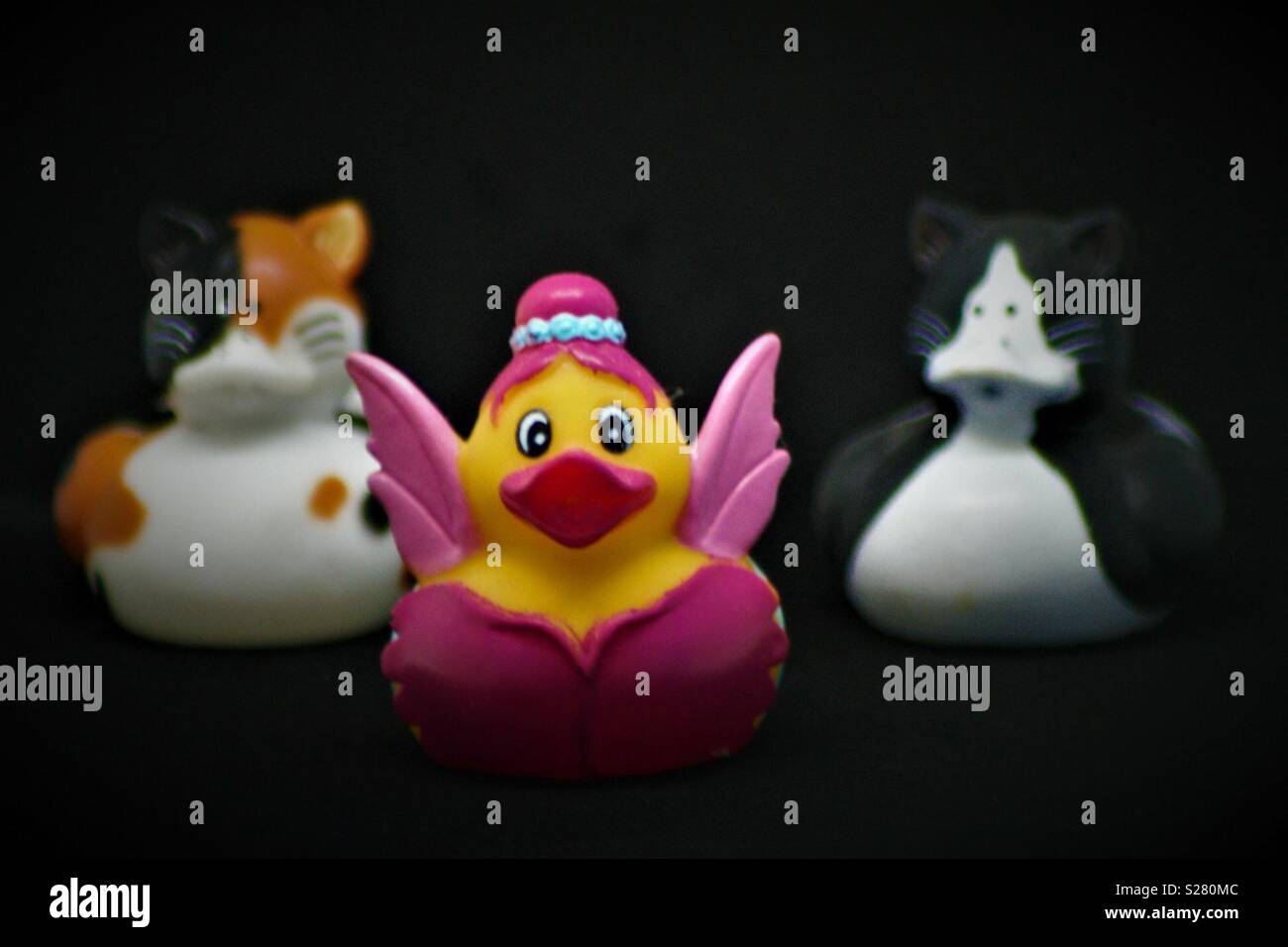 Cat ducks hi-res stock photography and images - Alamy