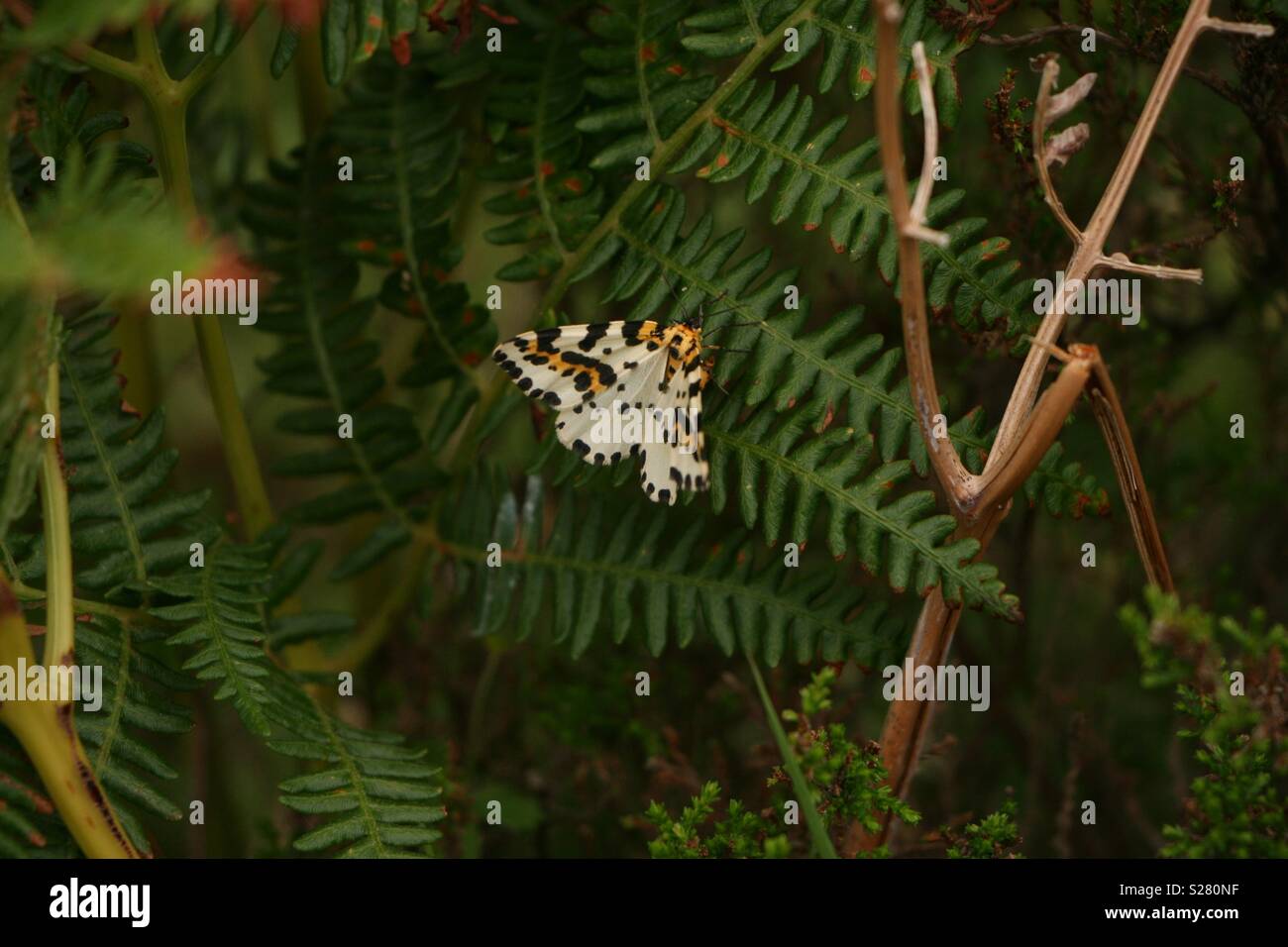 Scottish butterfly hi-res stock photography and images - Alamy
