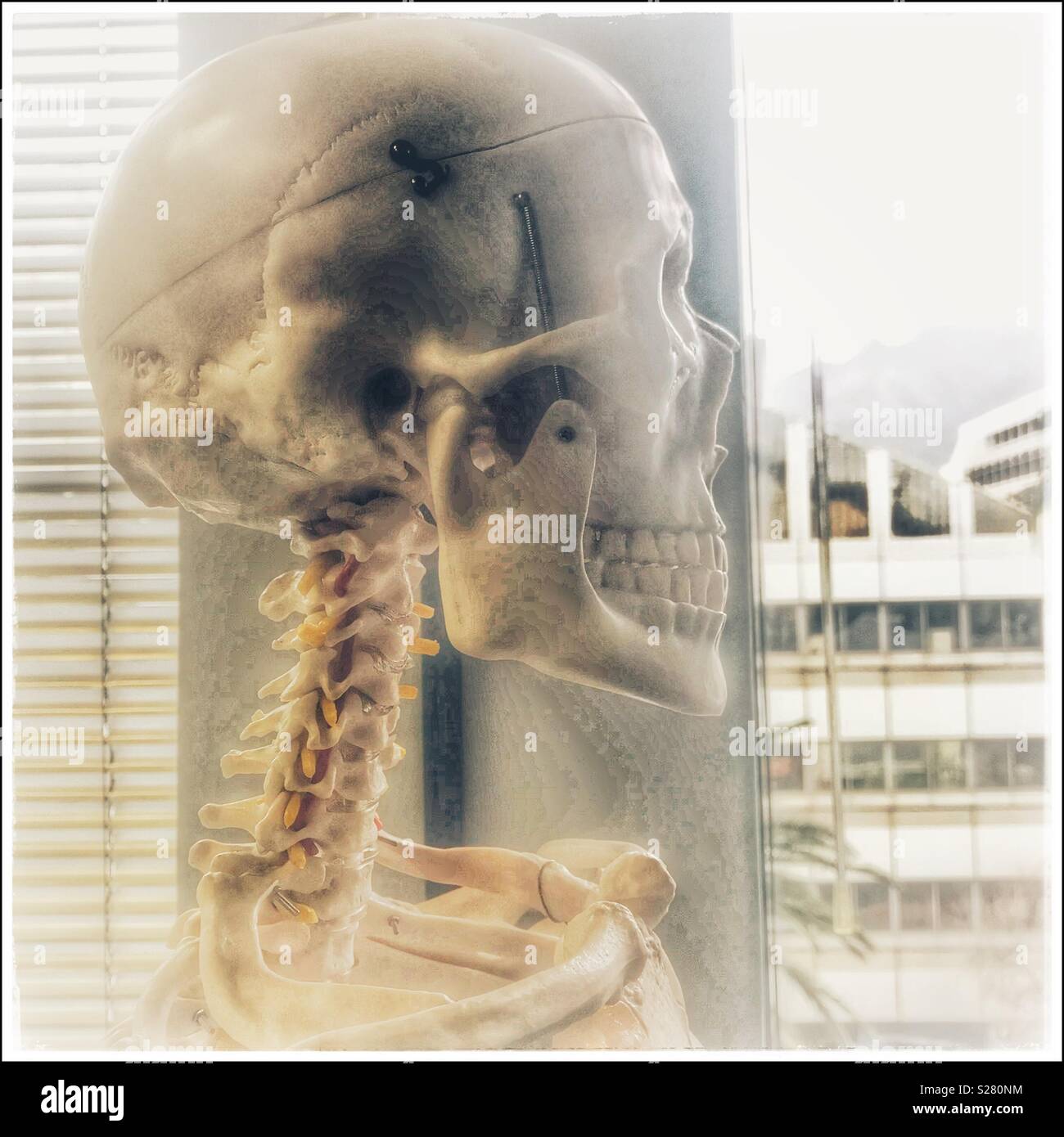 Skull of medical skeleton Stock Photo - Alamy