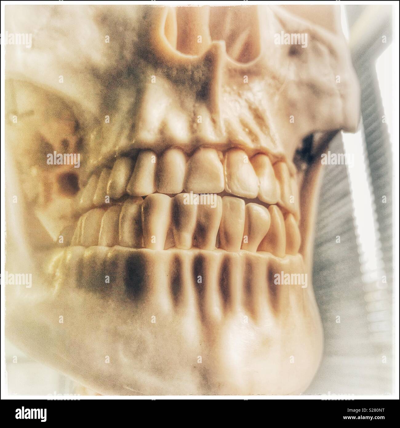 Skull of medical skeleton Stock Photo - Alamy