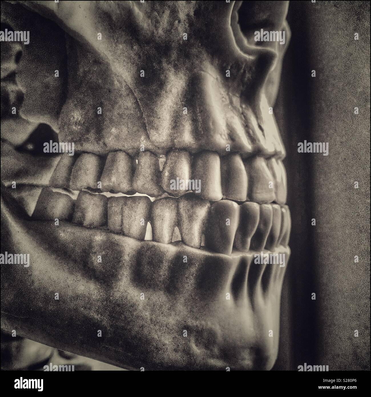 Jaw and teeth of medical skeleton Stock Photo - Alamy