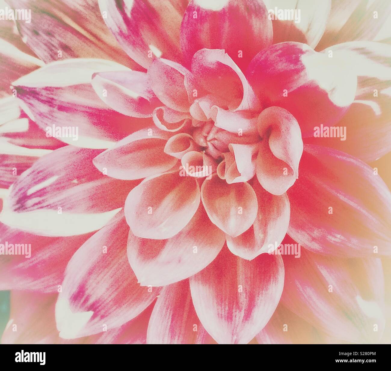 Chrysanthemum flower hi-res stock photography and images - Alamy
