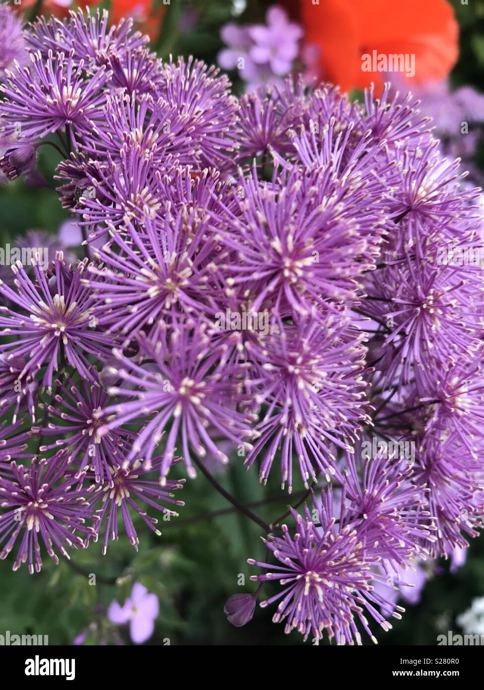 Purple flowers like fireworks Stock Photo - Alamy