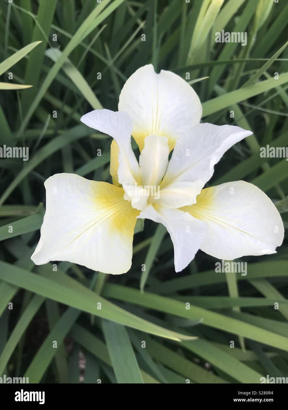 Beautiful white flower with yellow details. Perfectly placed in long ...