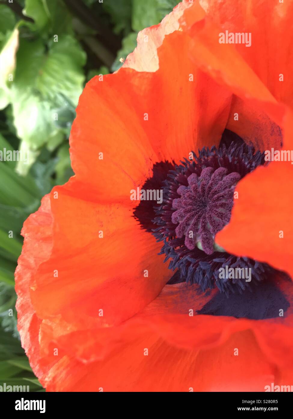 Inside close up of a bright poppy Stock Photo - Alamy