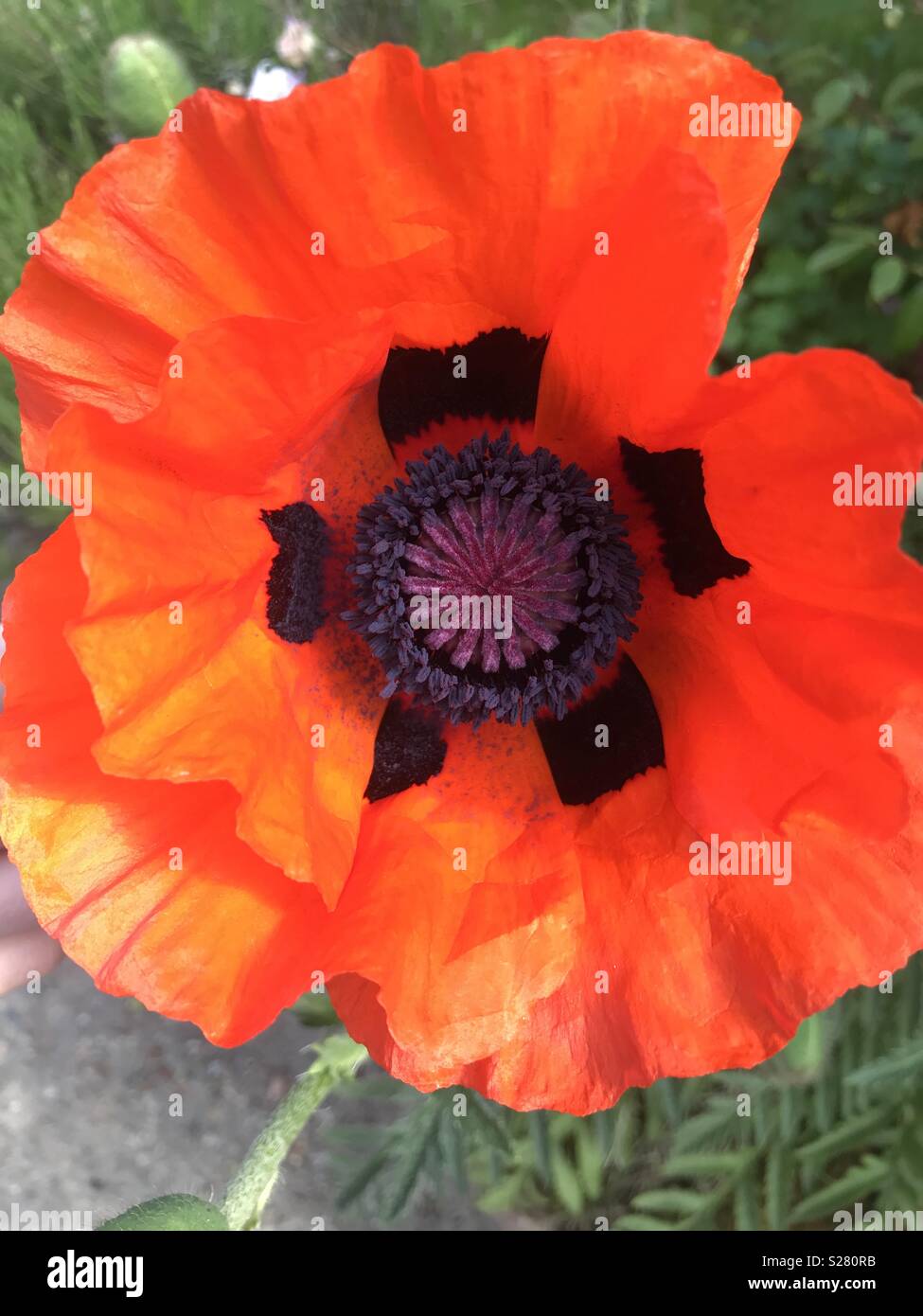 Inside of bright poppy in the sunshine Stock Photo - Alamy
