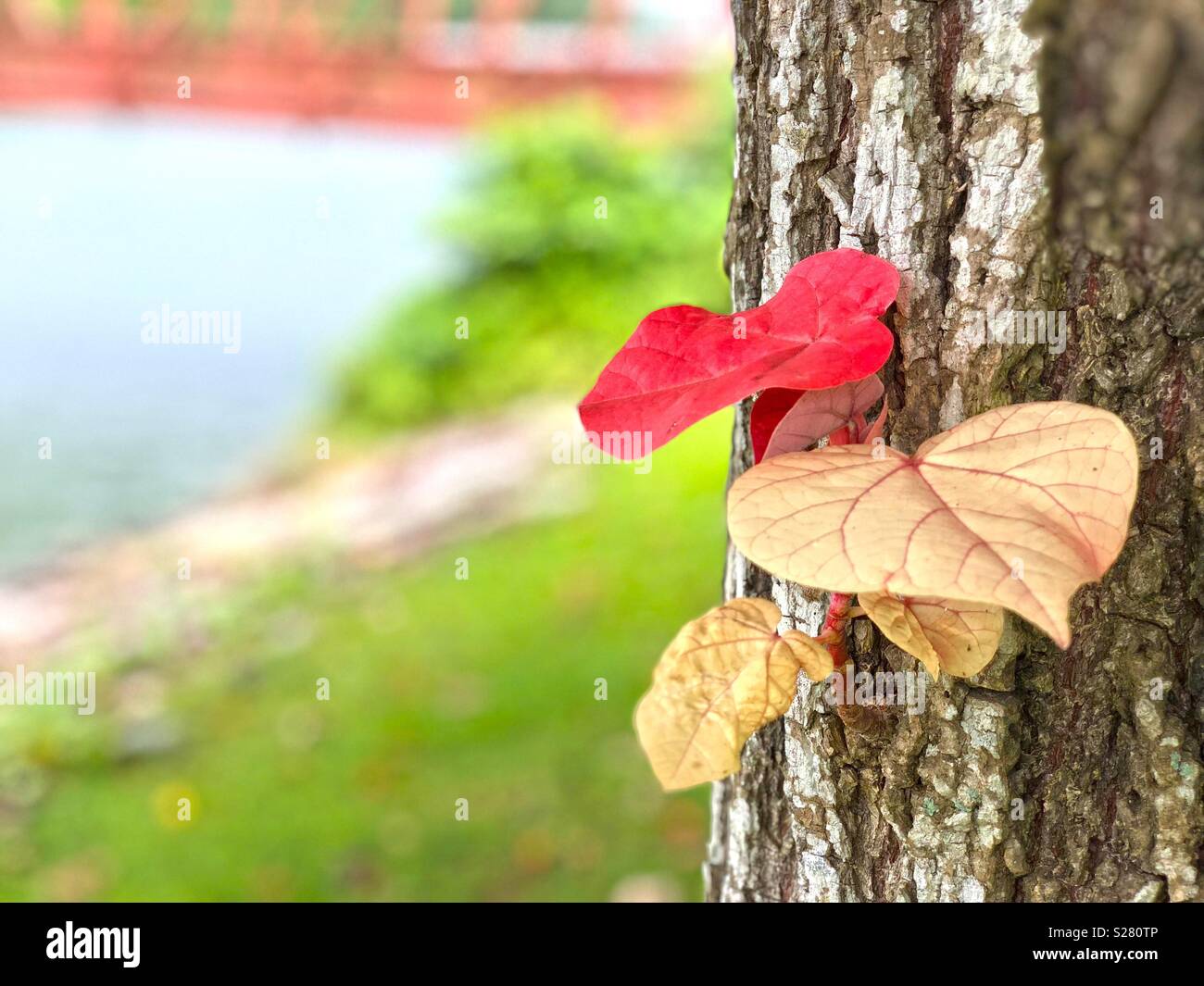 Beautiful and colorful parasite leaves on tree trunk Stock Photo - Alamy