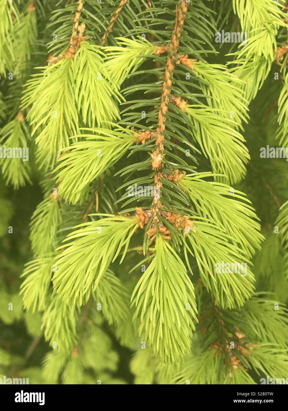 Fir foliage hi-res stock photography and images - Alamy