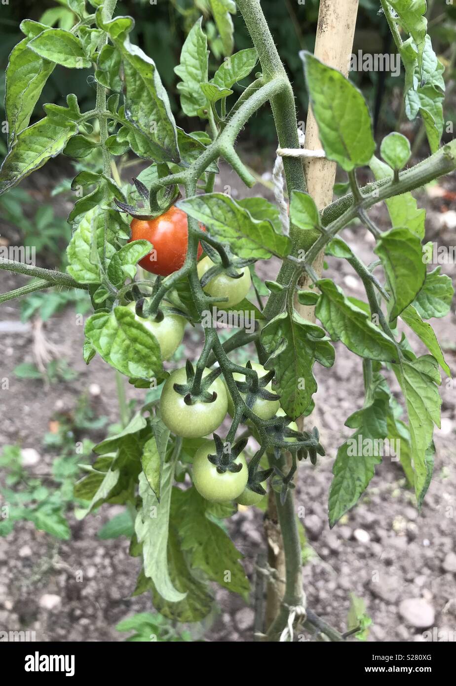 Homegrown Cherry High Resolution Stock Photography and Images - Alamy