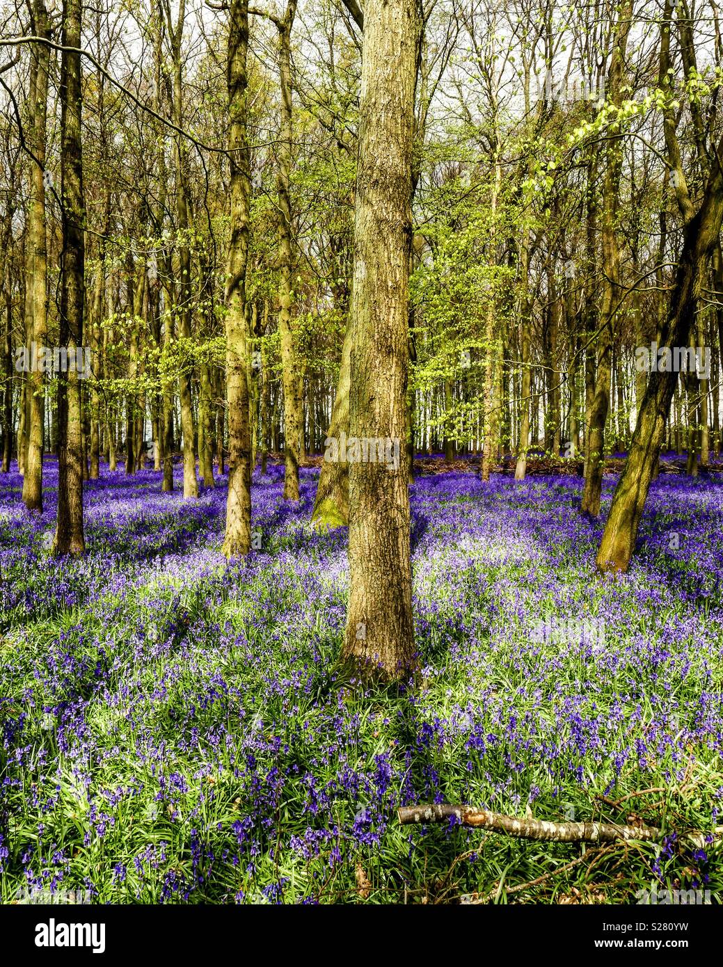 Ancient bluebell woods hi-res stock photography and images - Alamy