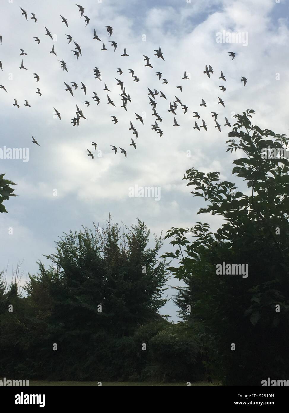 Bird fly over Stock Photo - Alamy