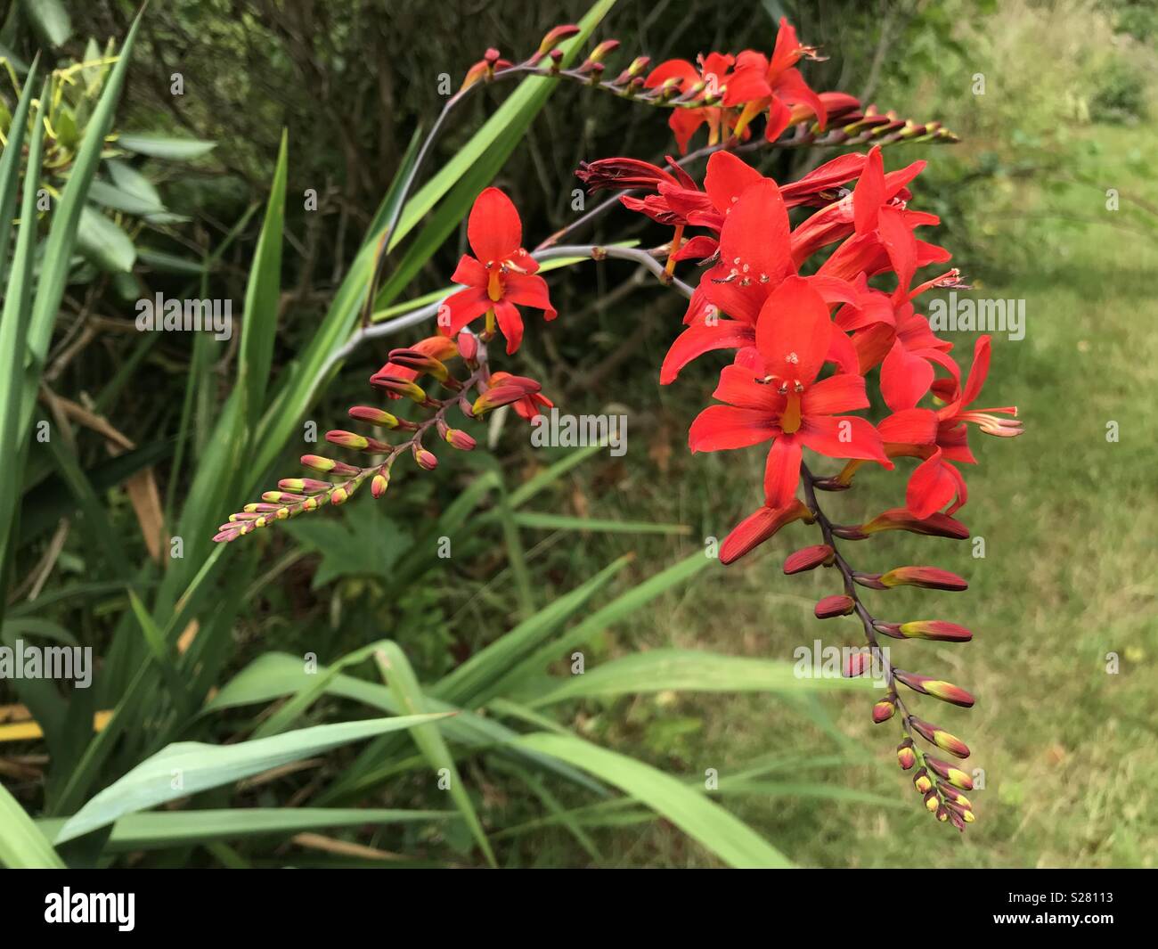 Montbretia crocosmia lucifer hi-res stock photography and images - Alamy