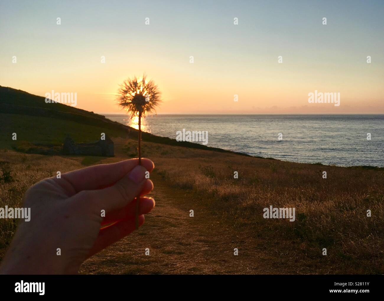 Cape dandelion hi-res stock photography and images - Alamy
