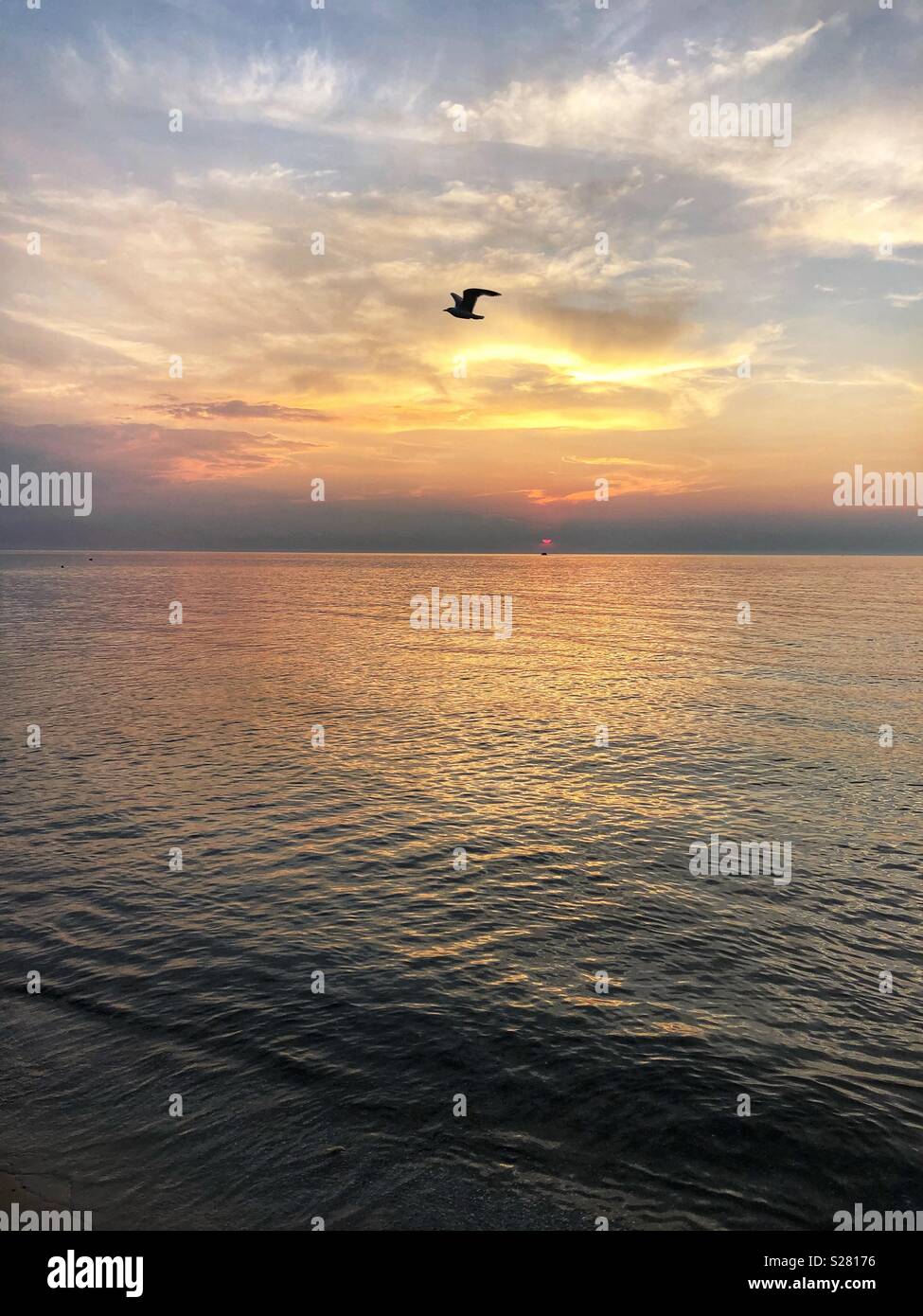 Bird in flight as the sun sets on the horizon Stock Photo - Alamy
