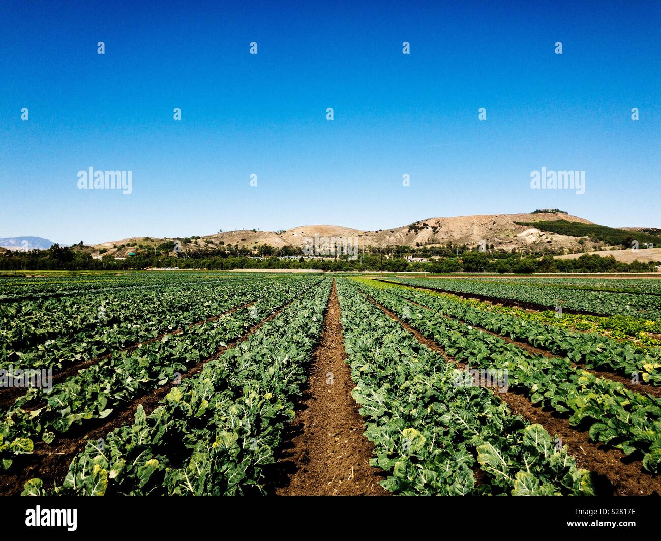 A field of Swiss chard growing on a farm Stock Photo - Alamy