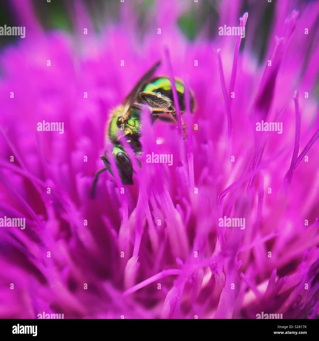 Augochlora pure hi-res stock photography and images - Alamy