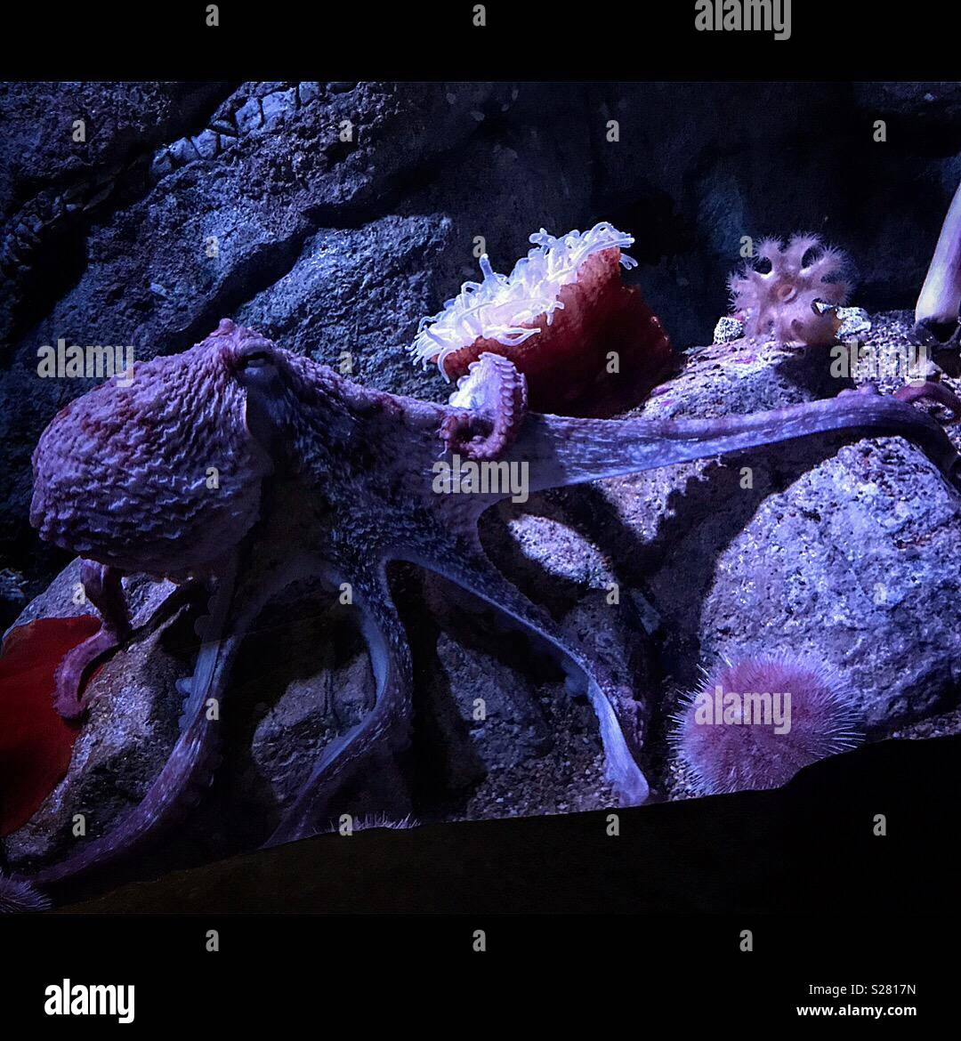 Octopus under water hi-res stock photography and images - Alamy
